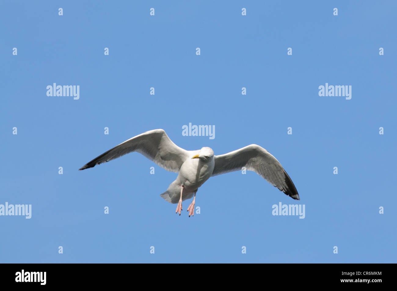 Seagull in flight high above hi-res stock photography and images - Alamy