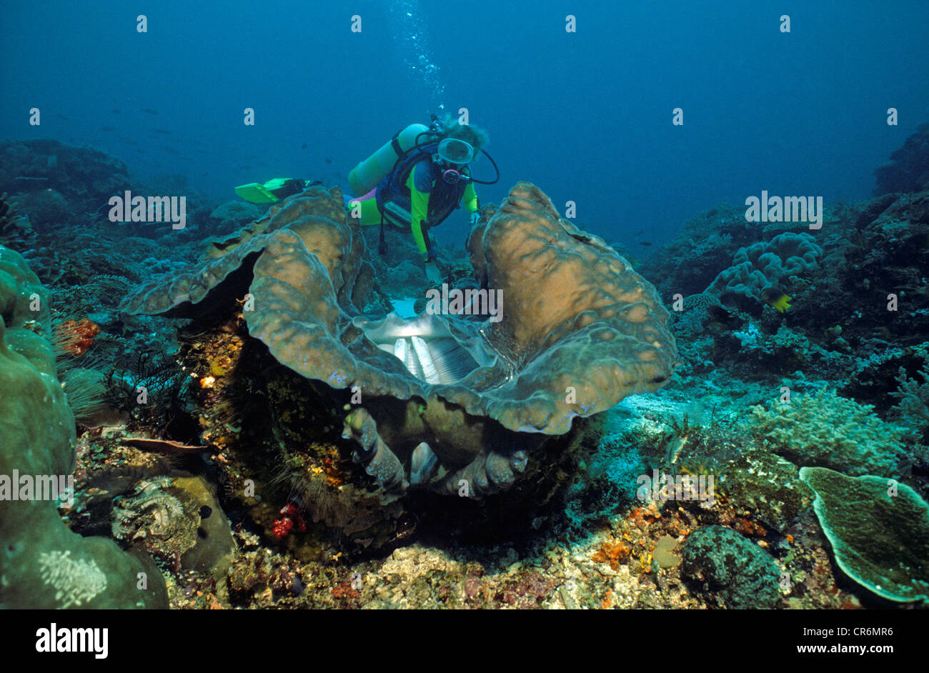 Large Giant Clam High Resolution Stock Photography and Images - Alamy