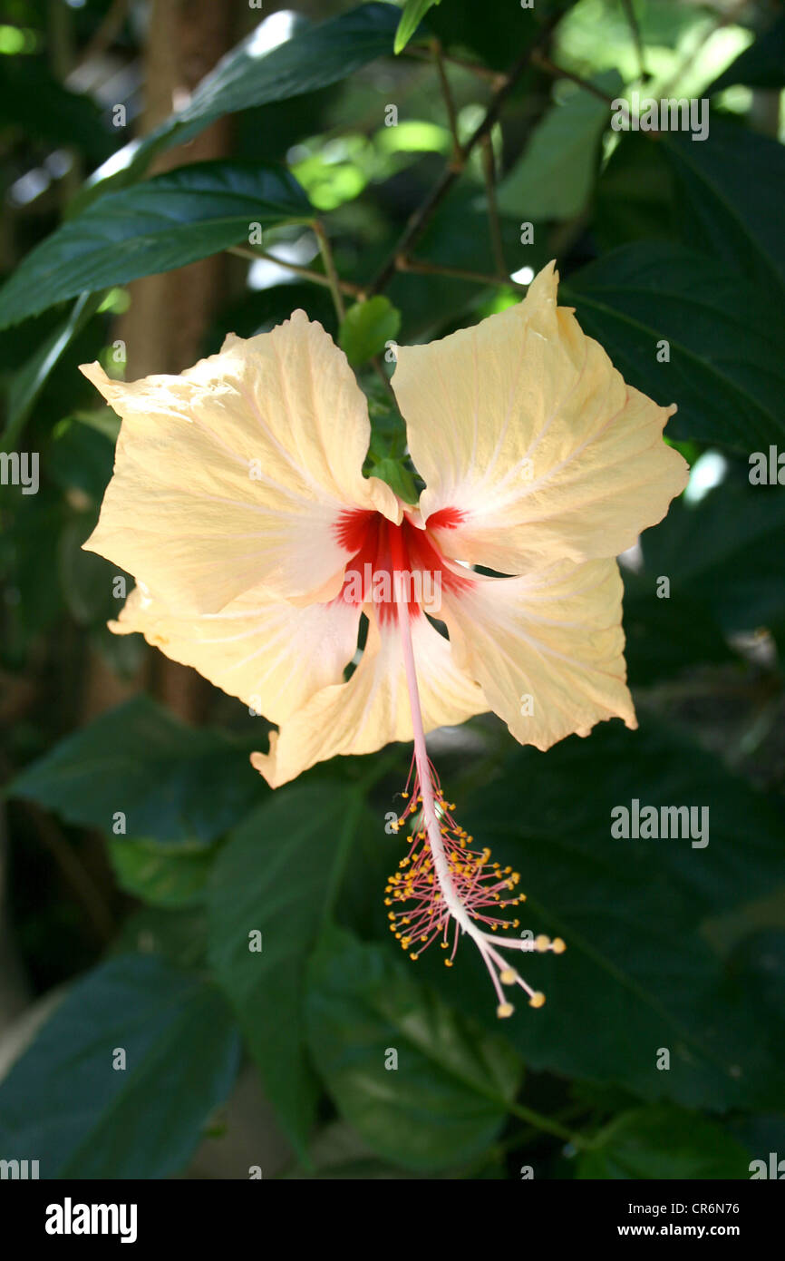 A single beautiful hibiscus flower Stock Photo - Alamy