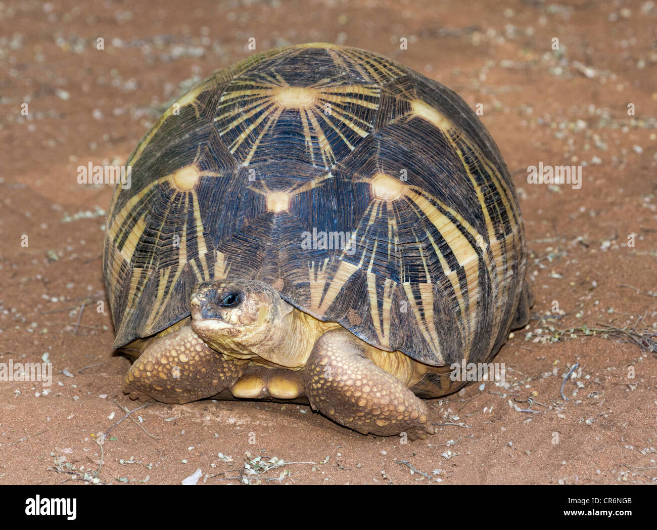 radiated tortoise Astrochelys radiata, Berenty, Madagascar Stock Photo ...