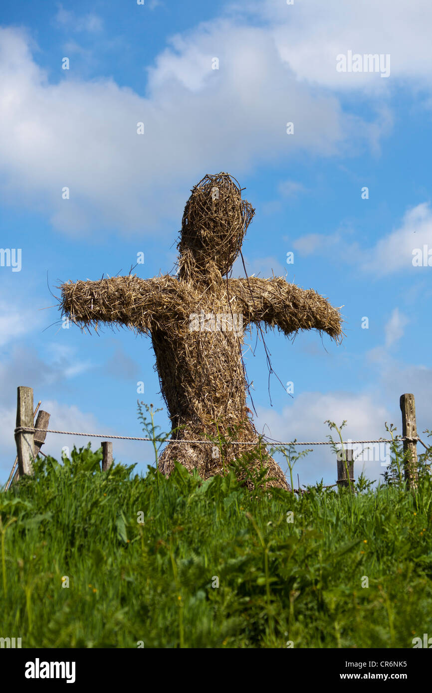 Large straw scarecrow in farm field for protecting crops from birds ...