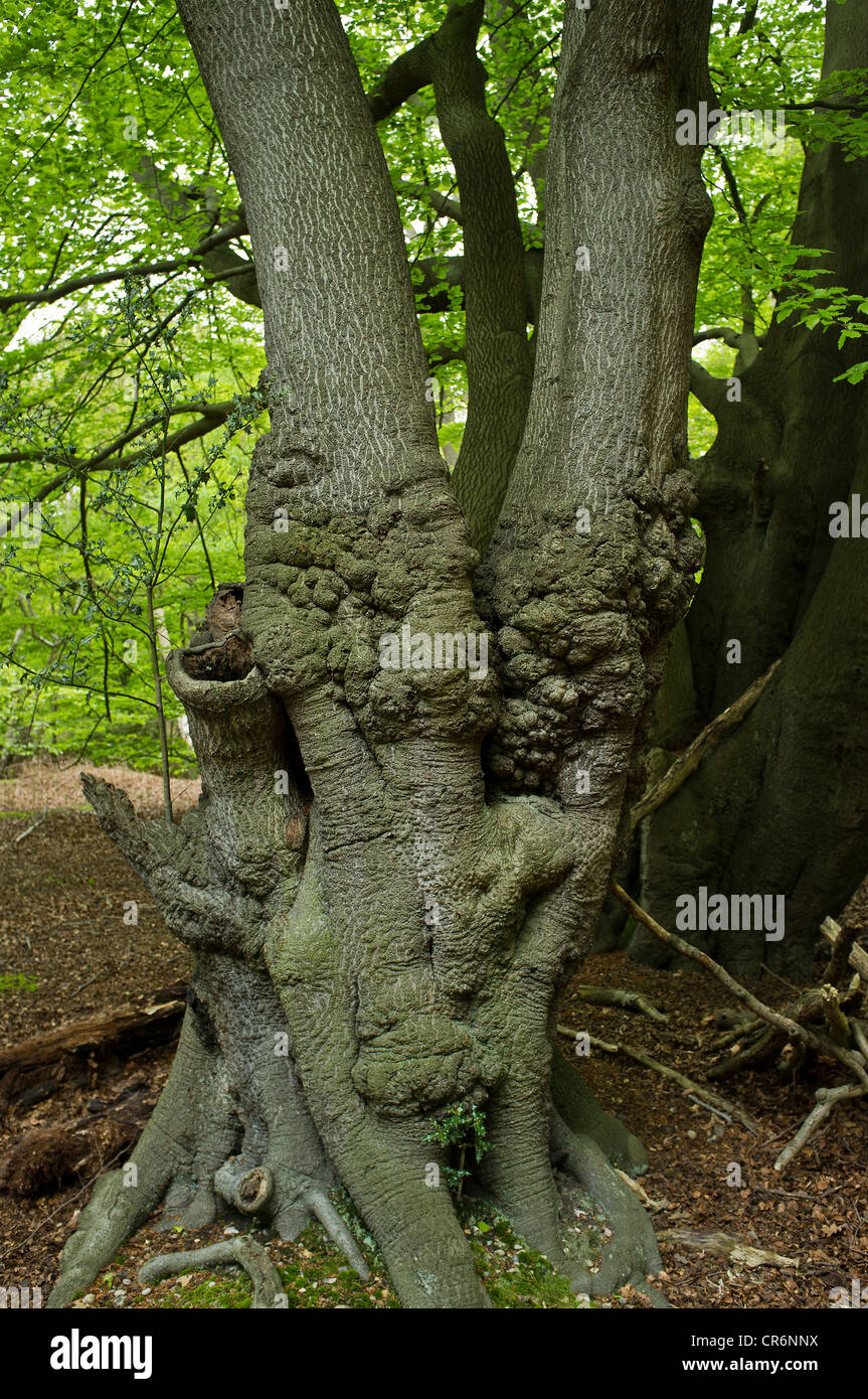 A tree in High Beech Epping Forest Stock Photo - Alamy