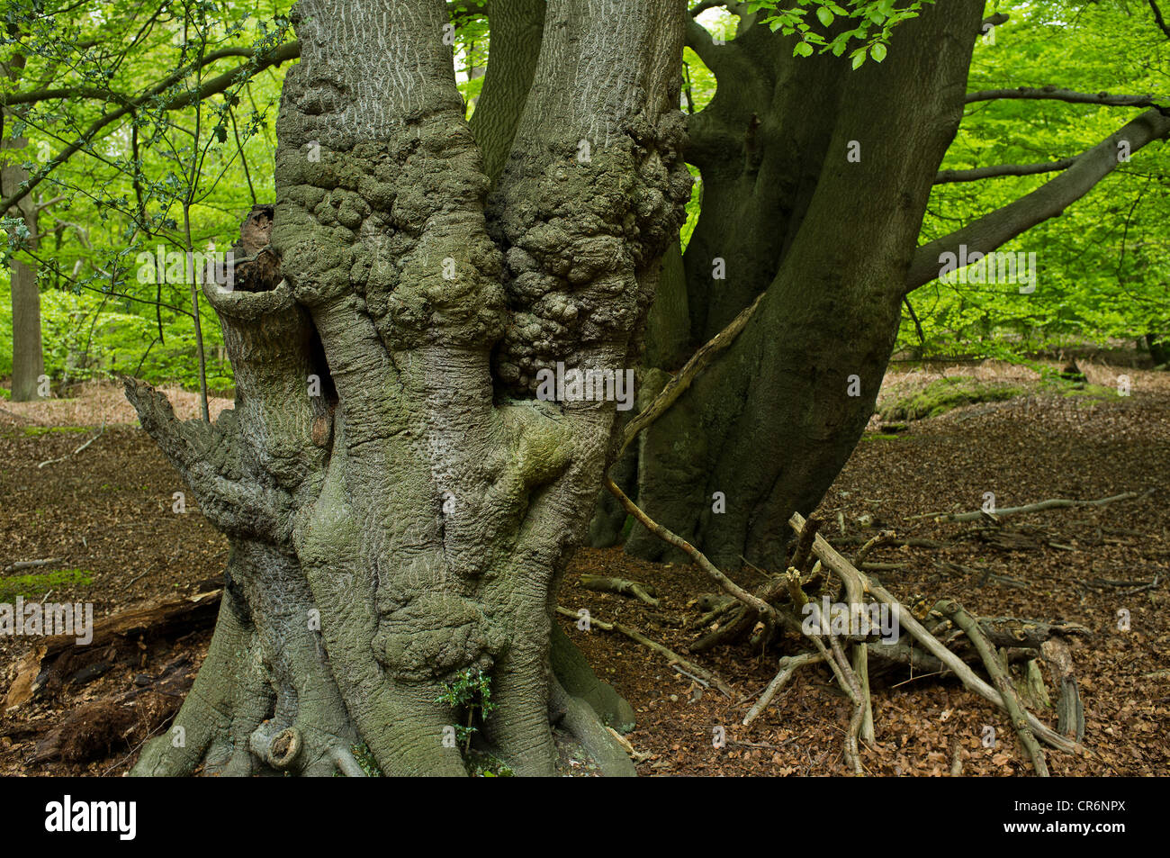 A tree in High Beech Epping Forest Stock Photo - Alamy
