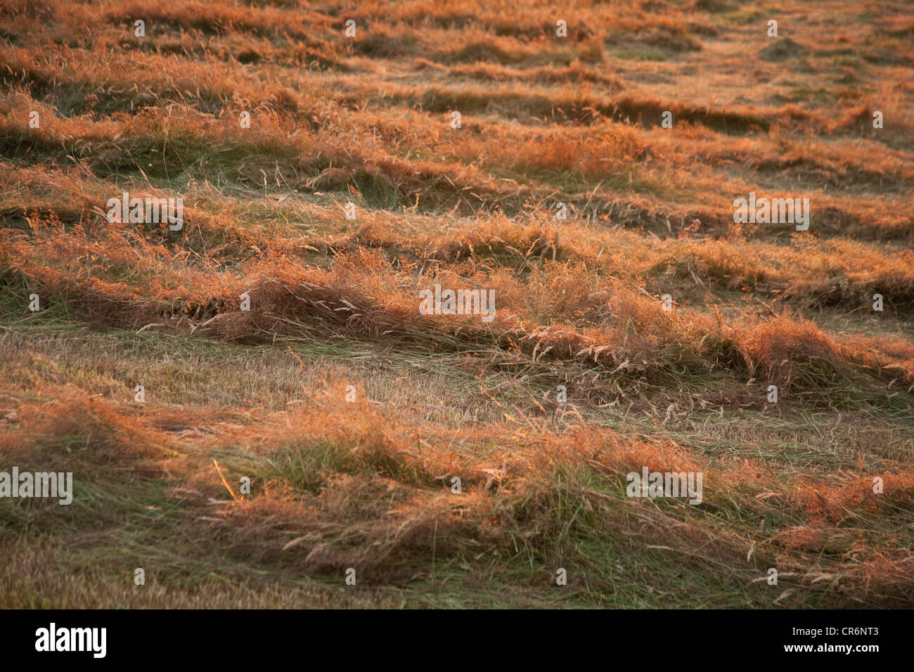 Cut Hay drying in a meadow , Devon England, United Kingdom Stock Photo ...