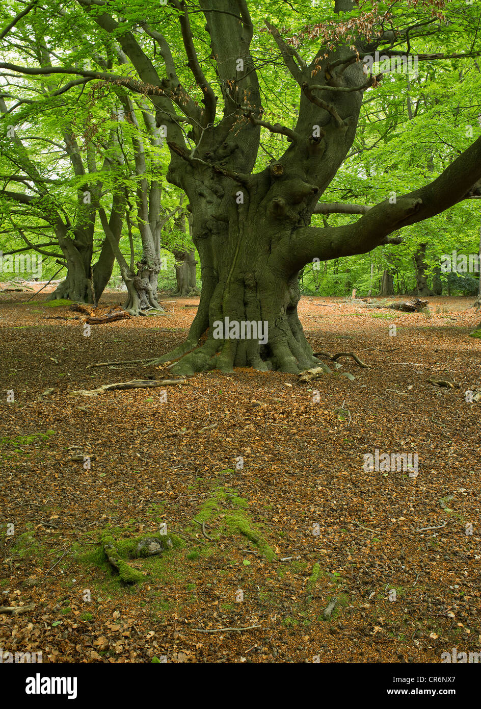 A tree in High Beech Epping Forest Stock Photo - Alamy