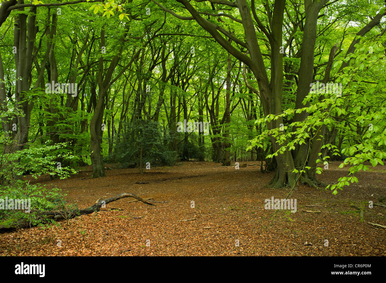 High beech trees leaves hi-res stock photography and images - Alamy