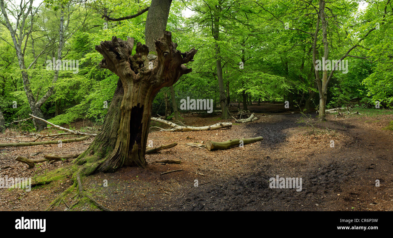 A panoramic view of Epping Forest Stock Photo - Alamy