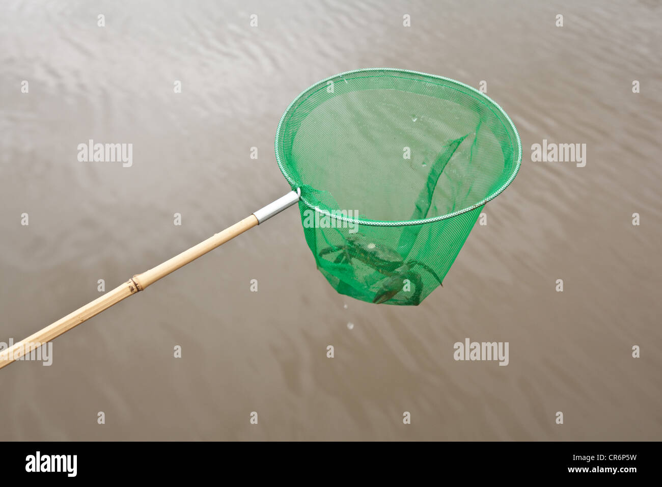 Crab in net hi-res stock photography and images - Alamy