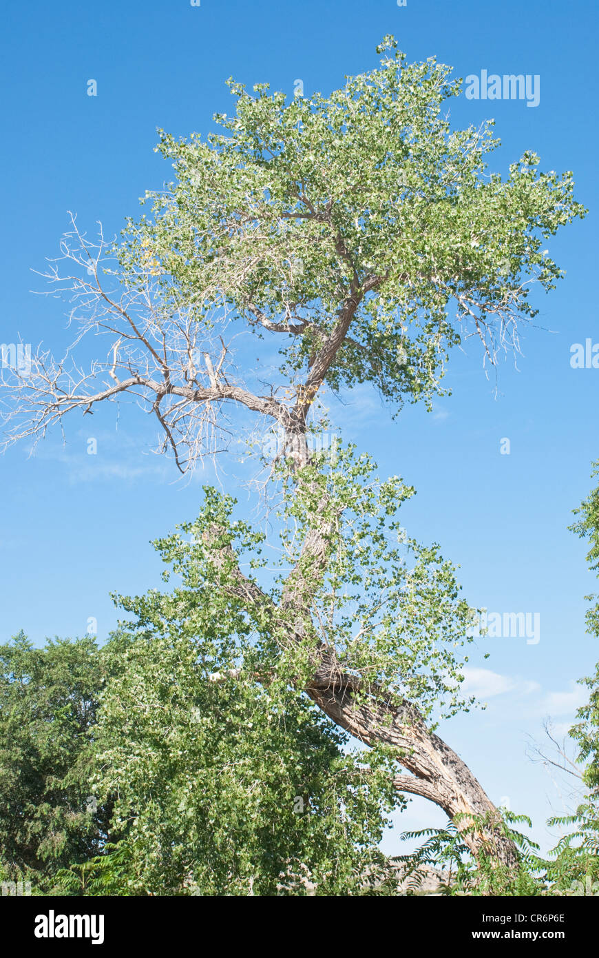 Common along streams hi-res stock photography and images - Alamy