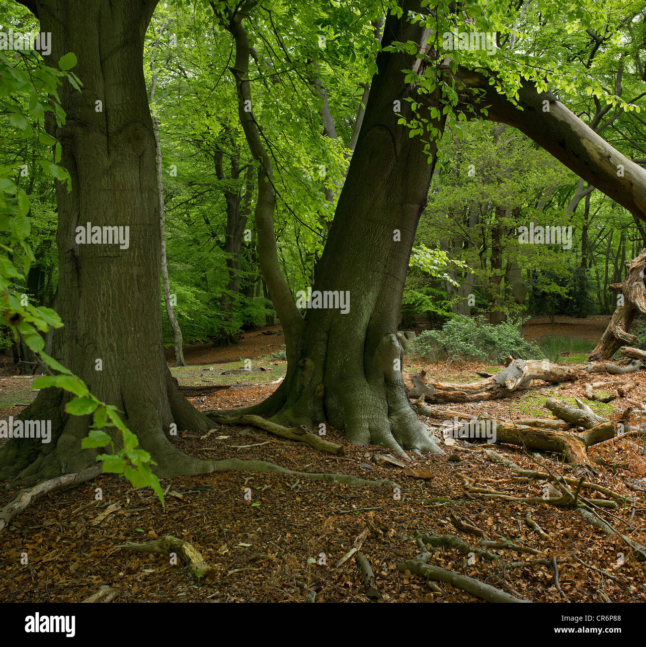 High Beech Epping Forest Stock Photo - Alamy