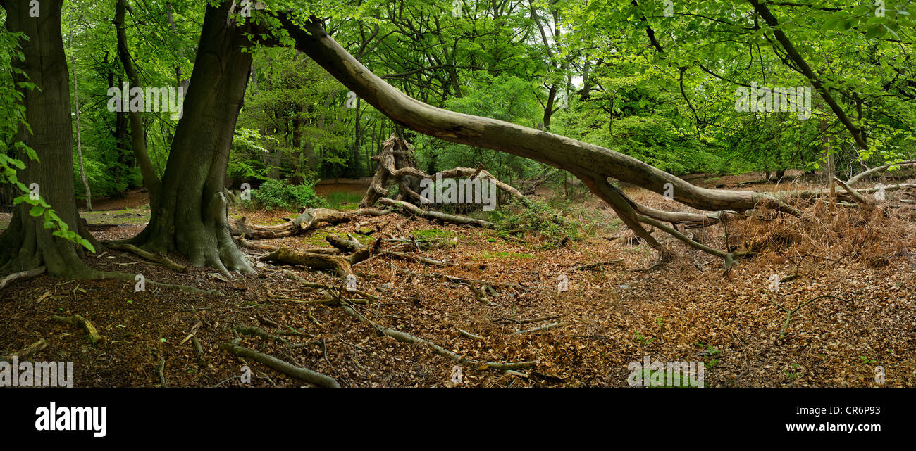 High Beech Trees Leaves High Resolution Stock Photography and Images ...