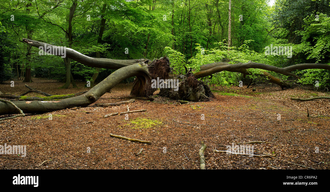 A large fallen tree in High Beech Epping Forest Stock Photo - Alamy