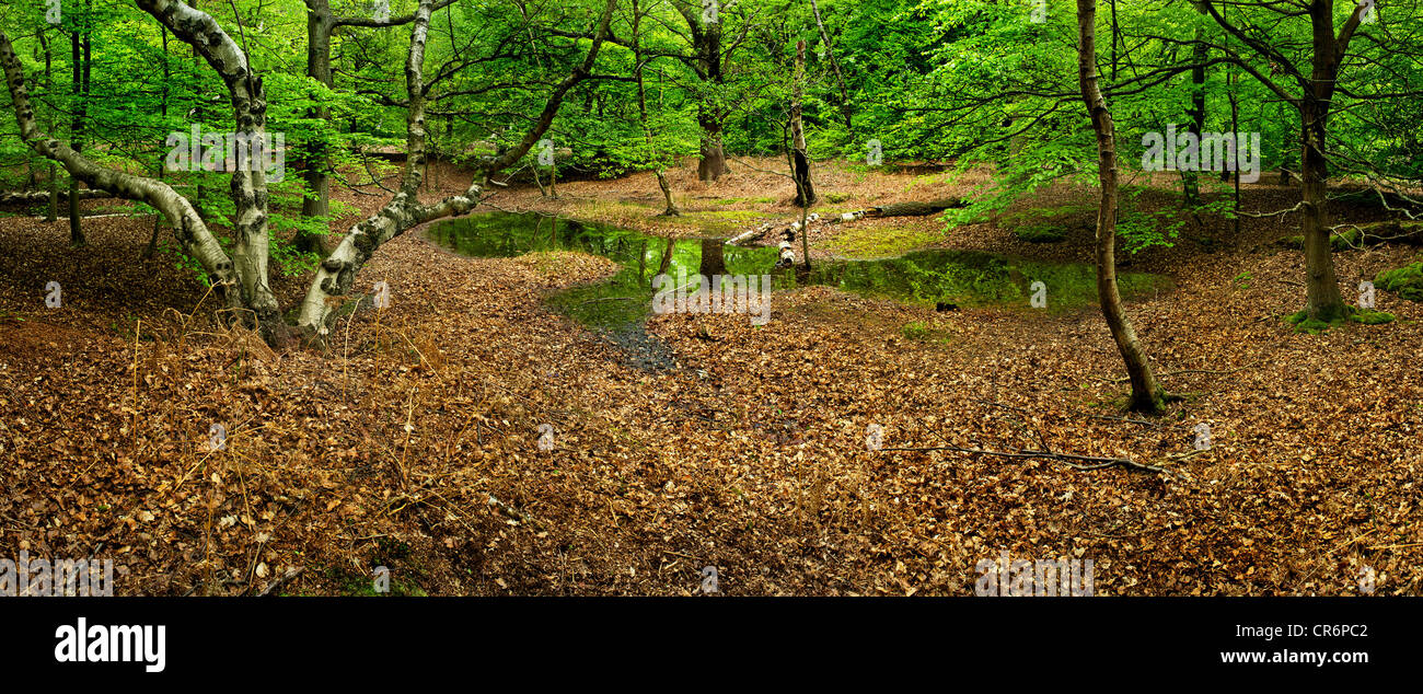 A panoramic view of High Beech Epping Forest Stock Photo - Alamy