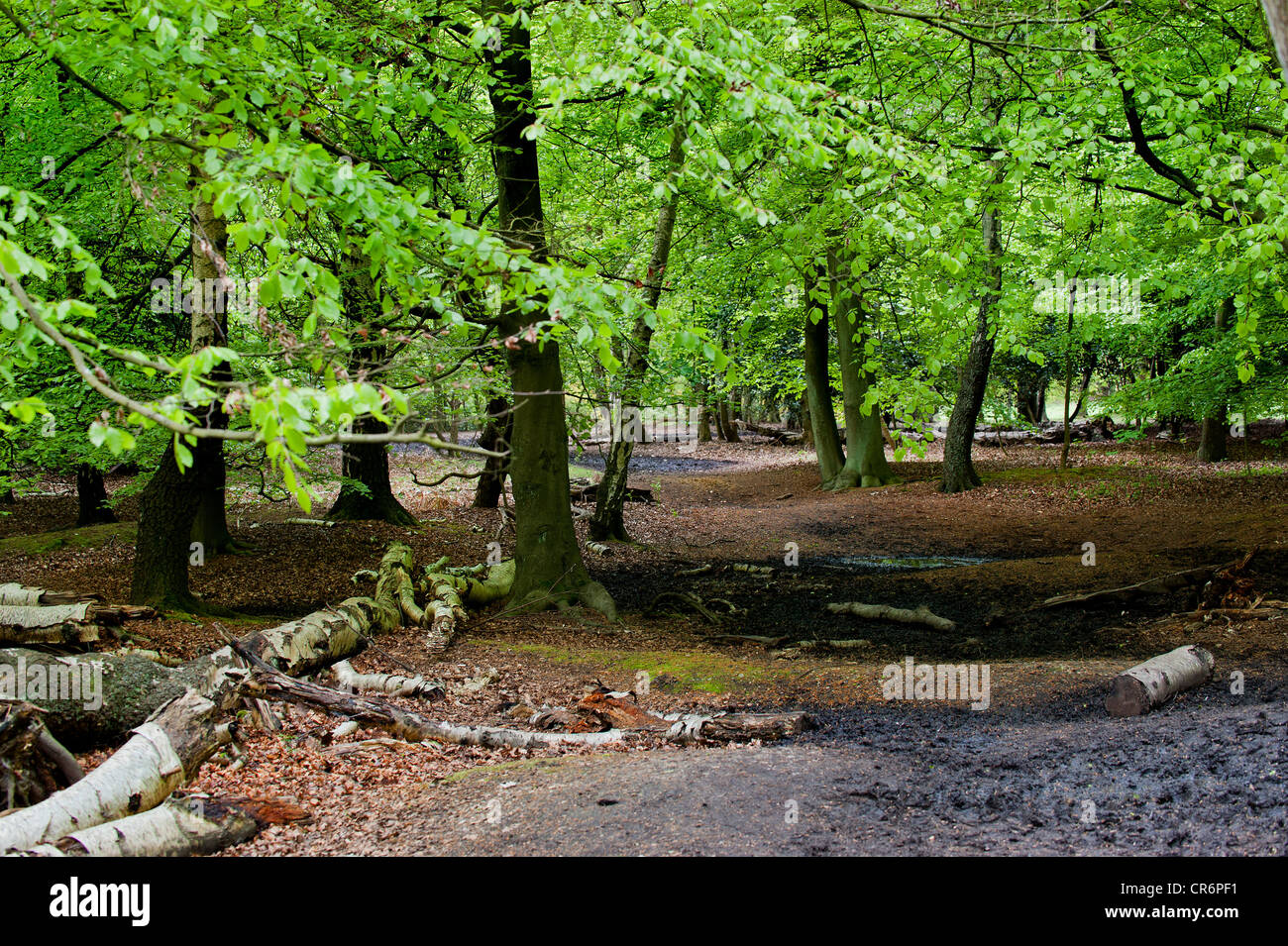 High Beech Epping Forest Stock Photo - Alamy