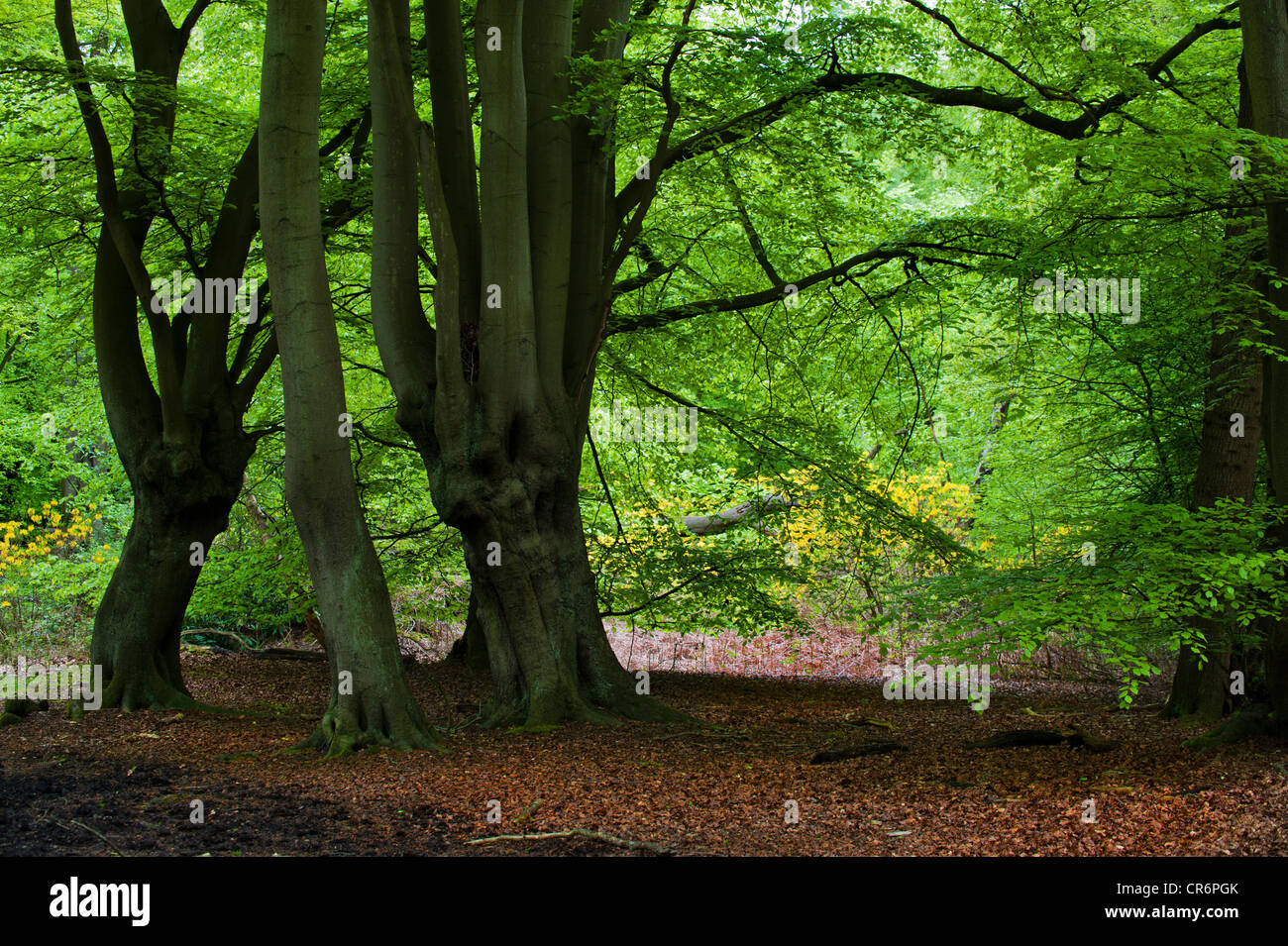High Beech Epping Forest Stock Photo - Alamy