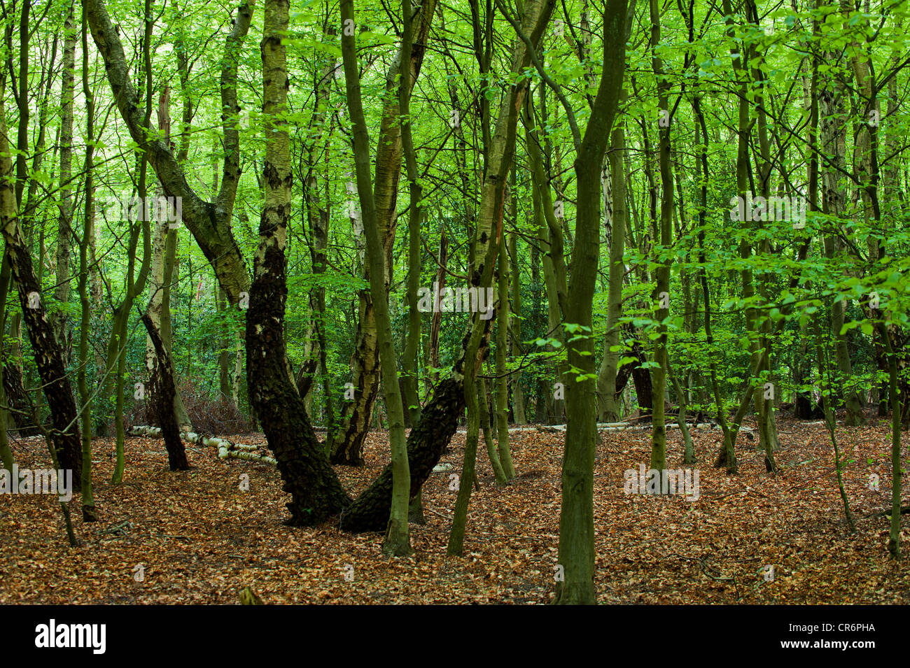 Epping forest ancient woodland hi-res stock photography and images - Alamy