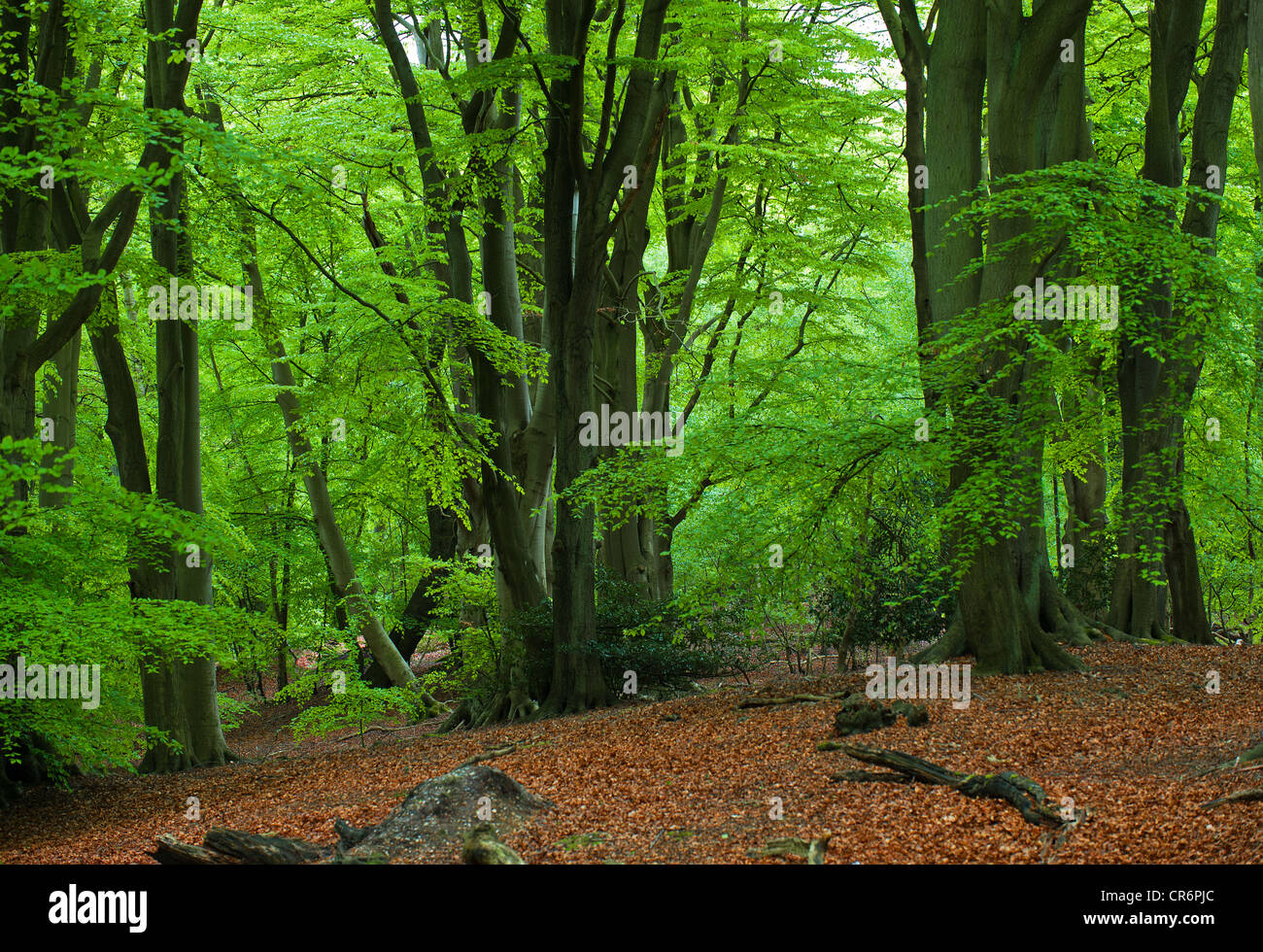 High Beech Epping Forest Stock Photo - Alamy