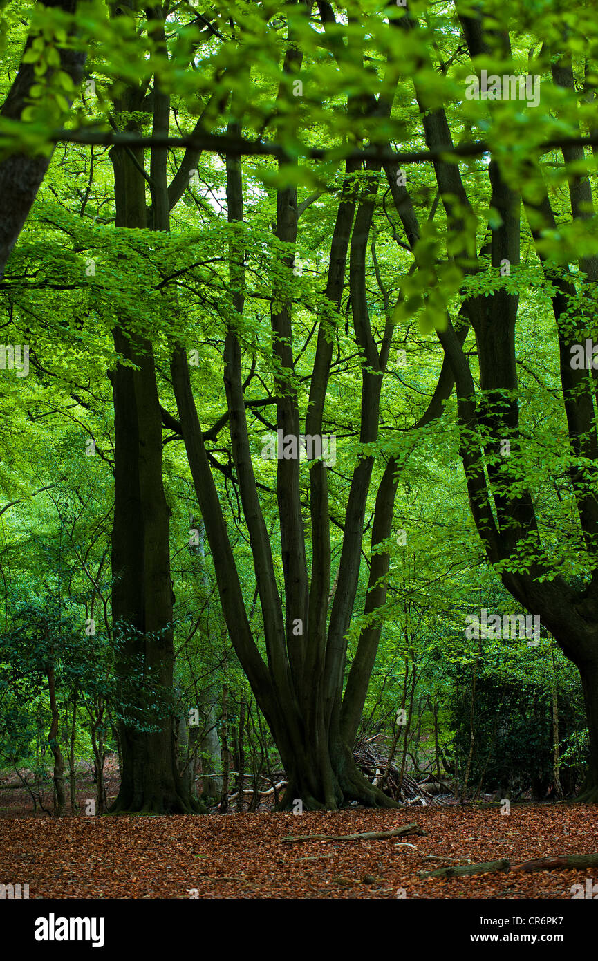 High Beech Epping Forest Stock Photo - Alamy