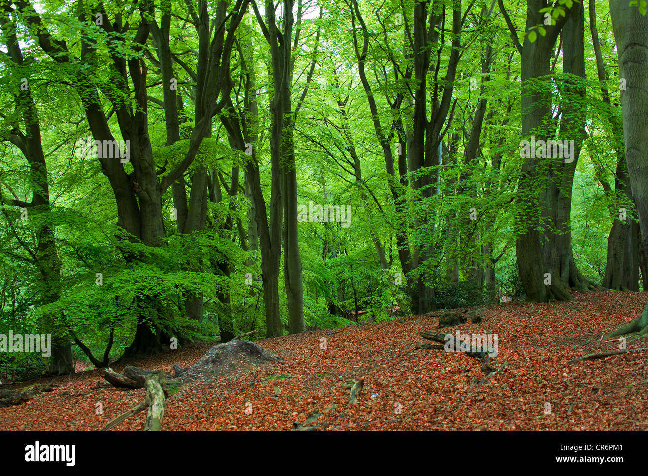 High Beech Epping Forest Stock Photo - Alamy
