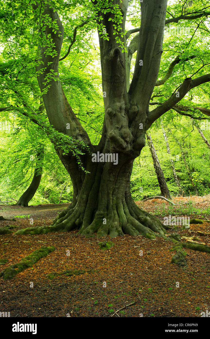 High Beech Epping Forest Stock Photo - Alamy