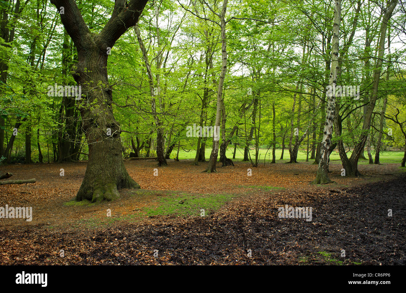 High Beech Epping Forest Stock Photo - Alamy