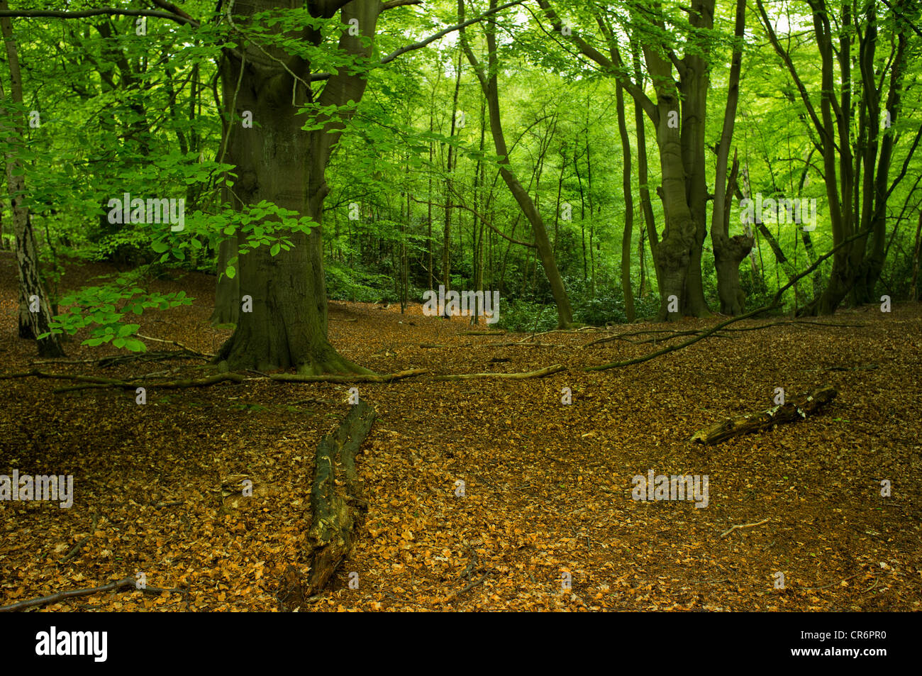 High Beech Epping Forest Stock Photo - Alamy