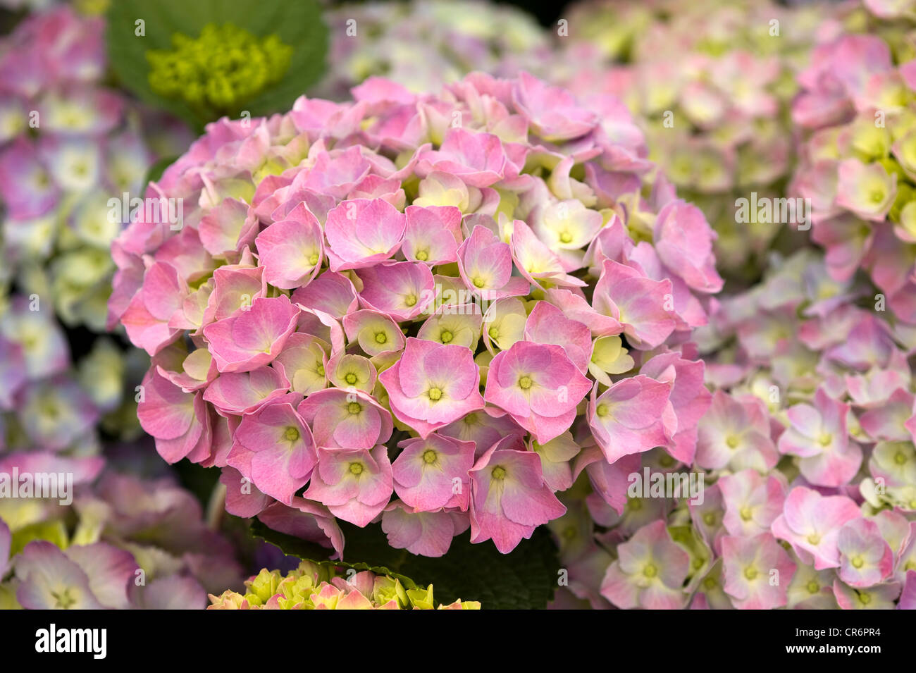 hydrangea flower head in bloom pink colour Stock Photo - Alamy