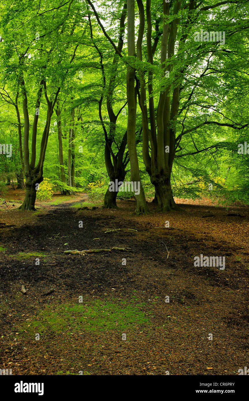 High Beech Epping Forest Stock Photo - Alamy