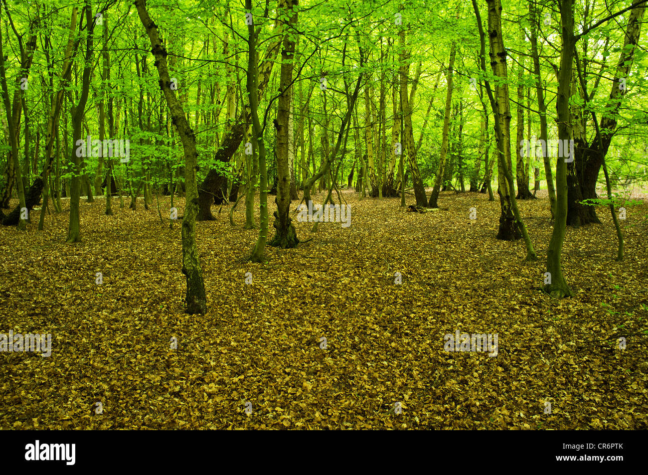 High Beech Epping Forest Stock Photo - Alamy