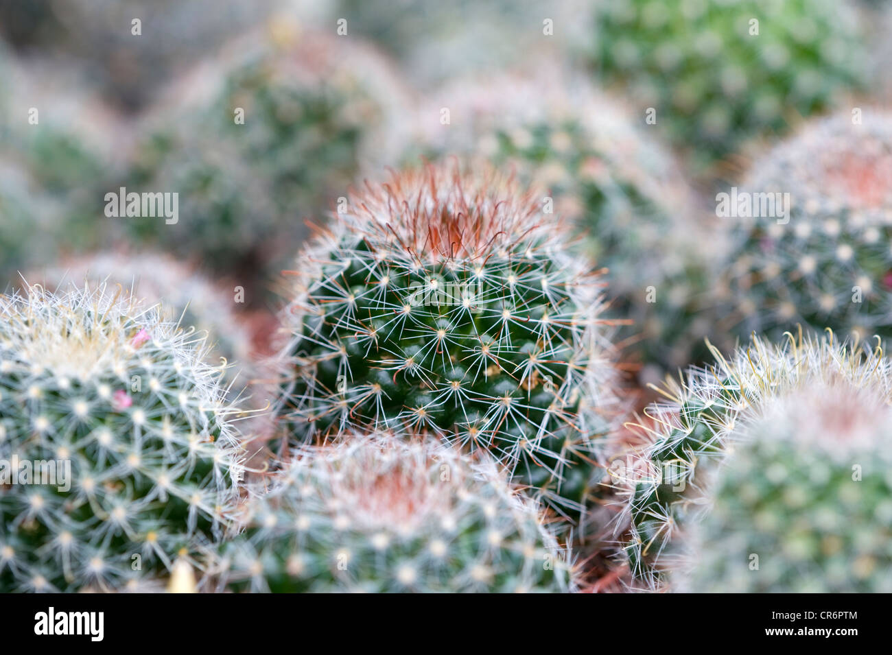 Spiky succulent hi-res stock photography and images - Alamy