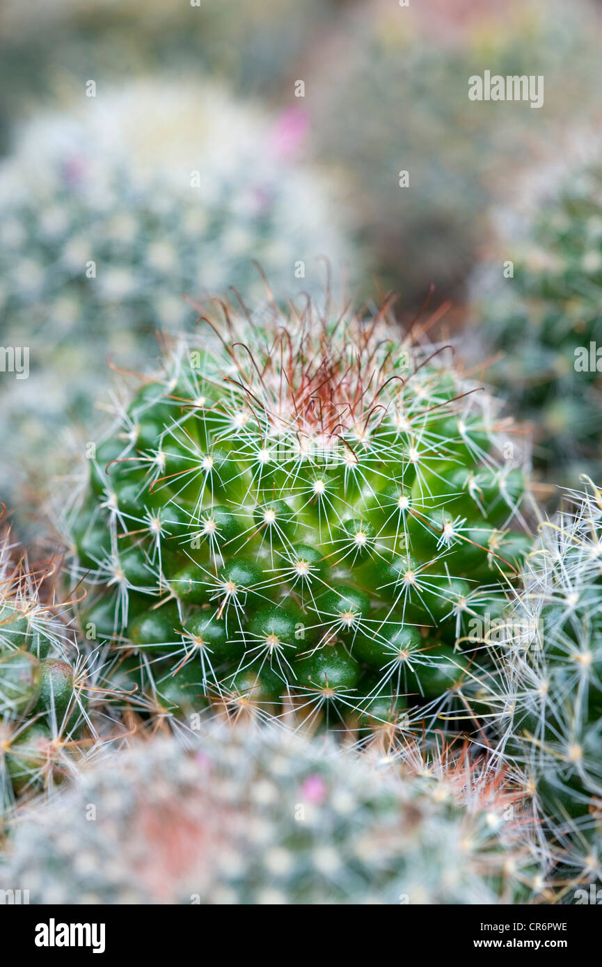 Spiky succulent hi-res stock photography and images - Alamy