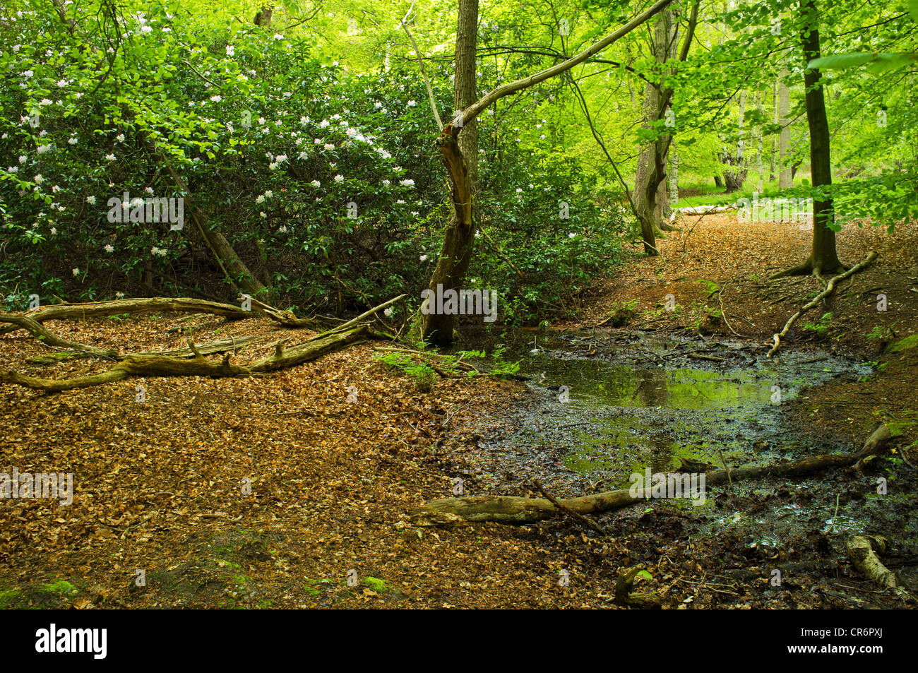 High Beech Epping Forest Stock Photo - Alamy