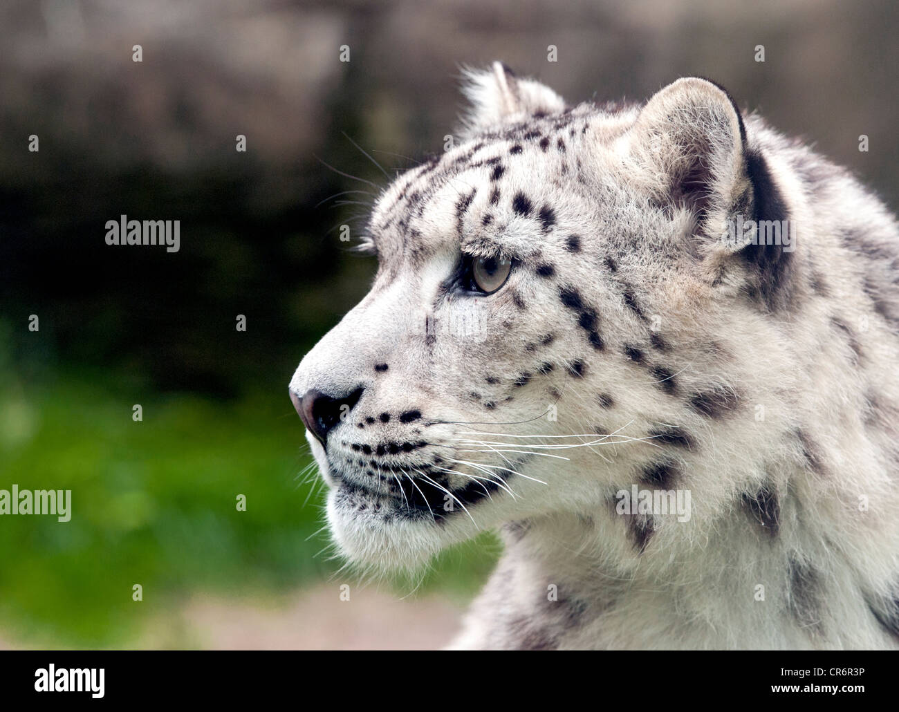 Snow leopard (profile Stock Photo - Alamy