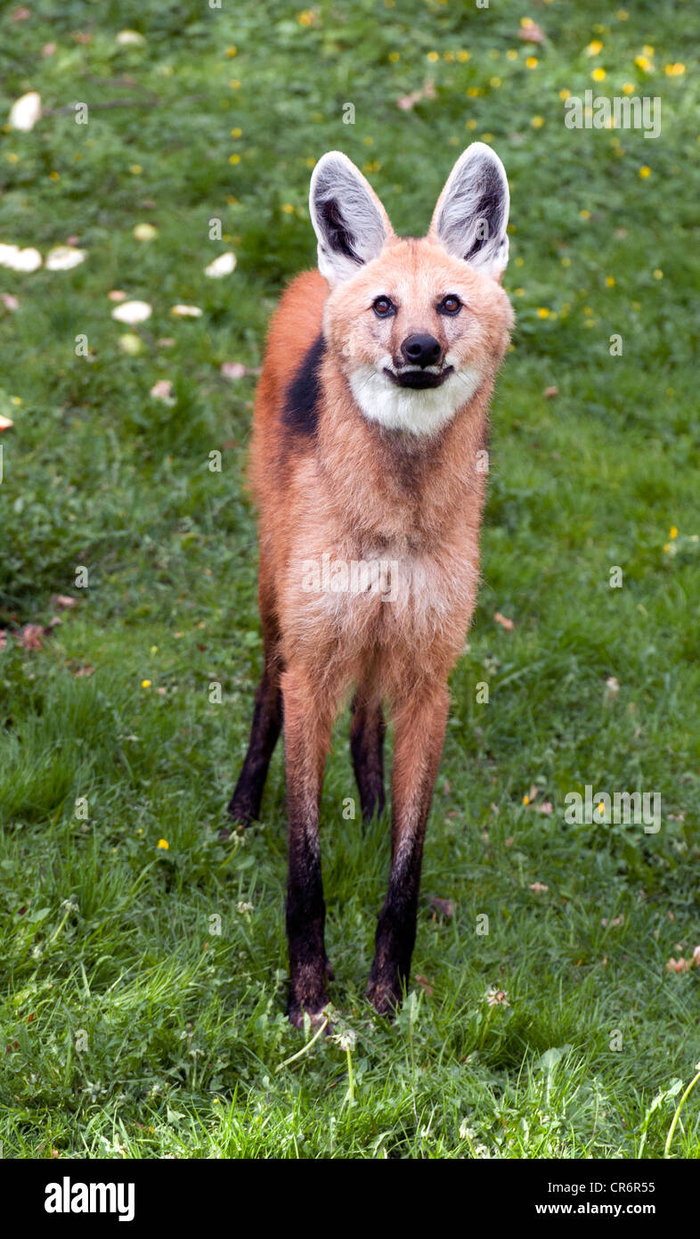 Maned wolf looking towards camera Stock Photo - Alamy
