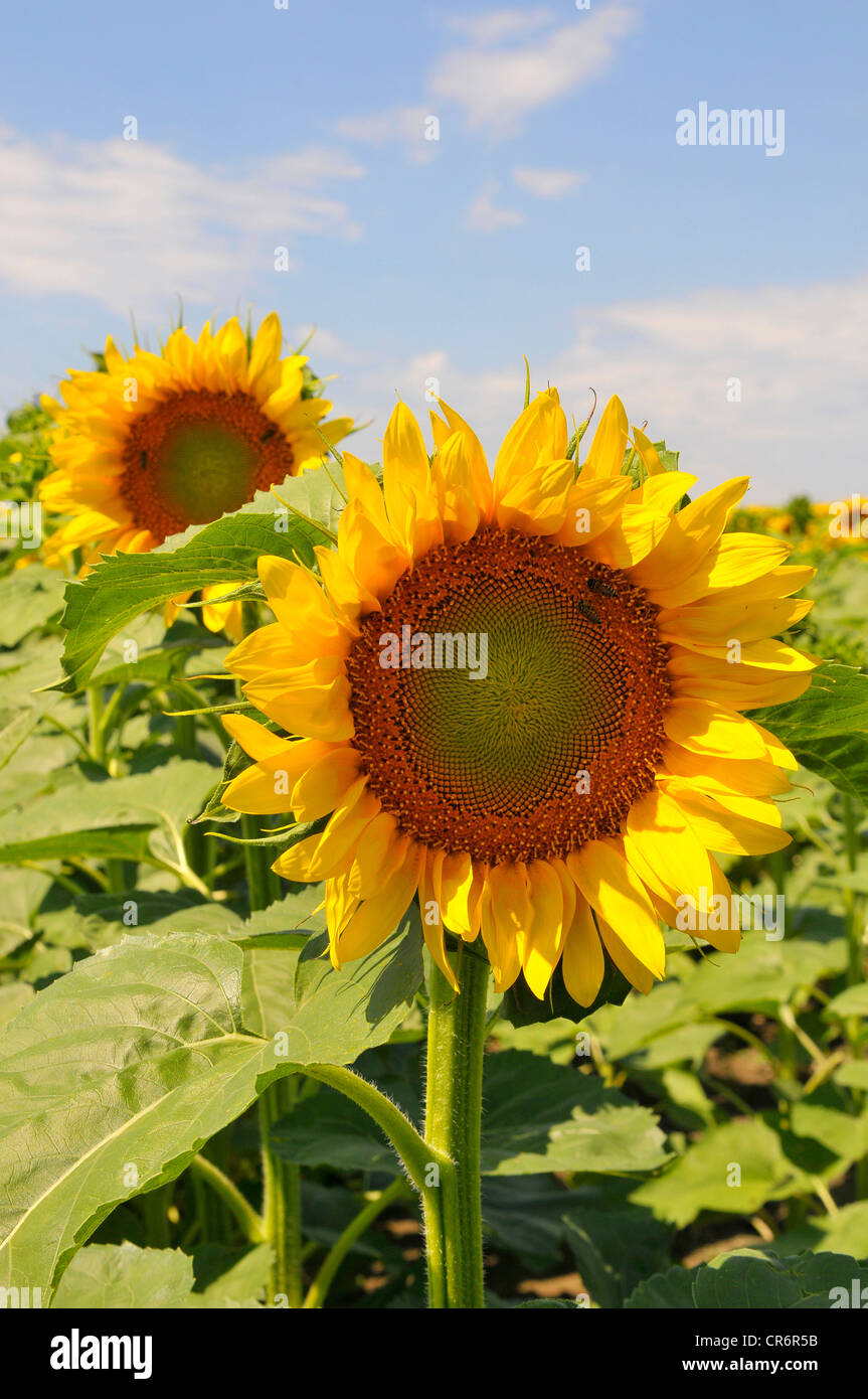 Yellow Sunflower field flower bright pattern South Dakota SD Stock ...