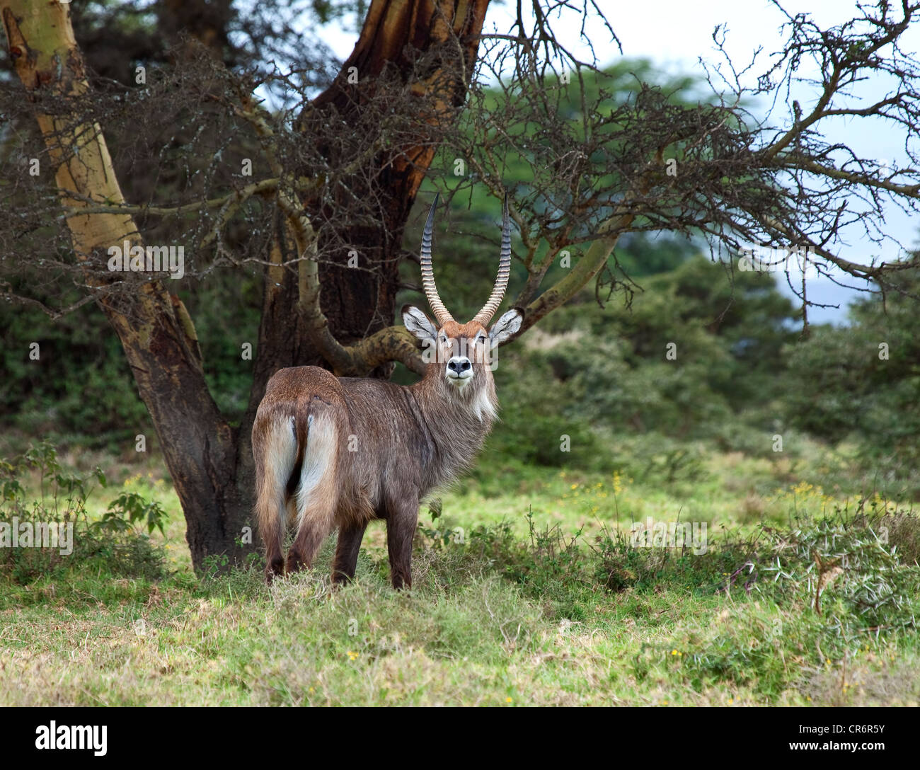 Waterbuck kenya hi-res stock photography and images - Alamy