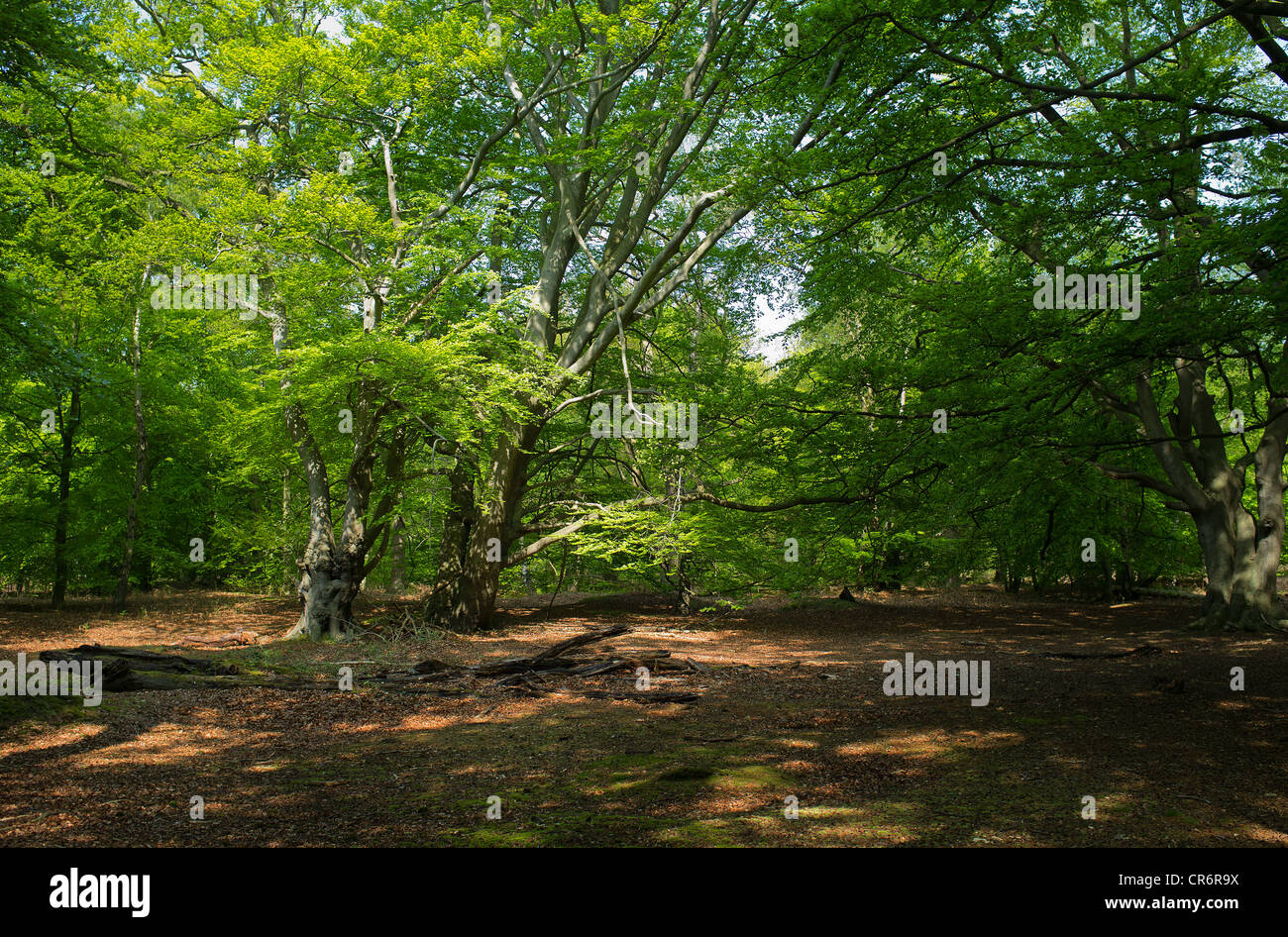Sunlight dappled trees hi-res stock photography and images - Alamy