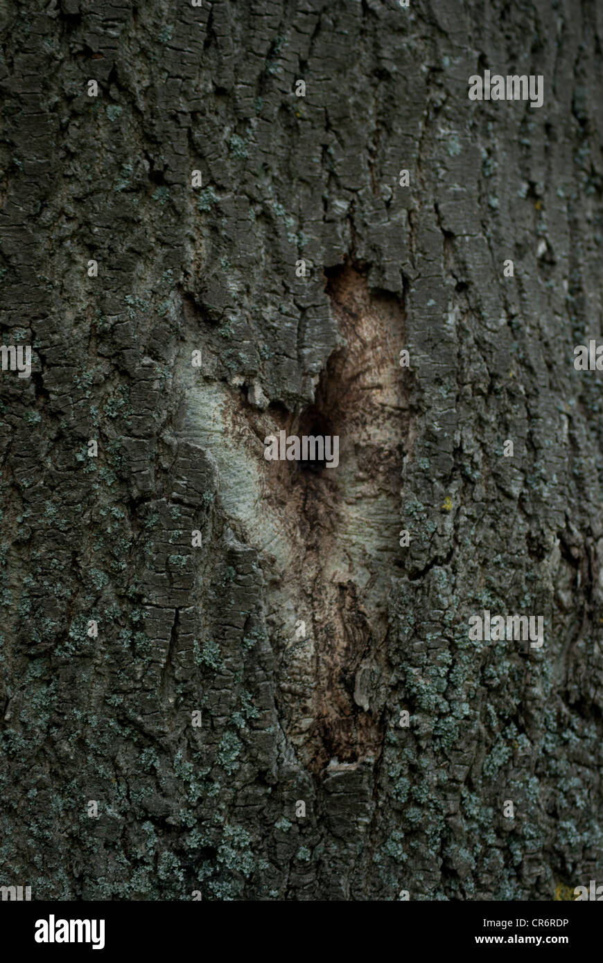 Abstract shaped tree trunk hi-res stock photography and images - Alamy