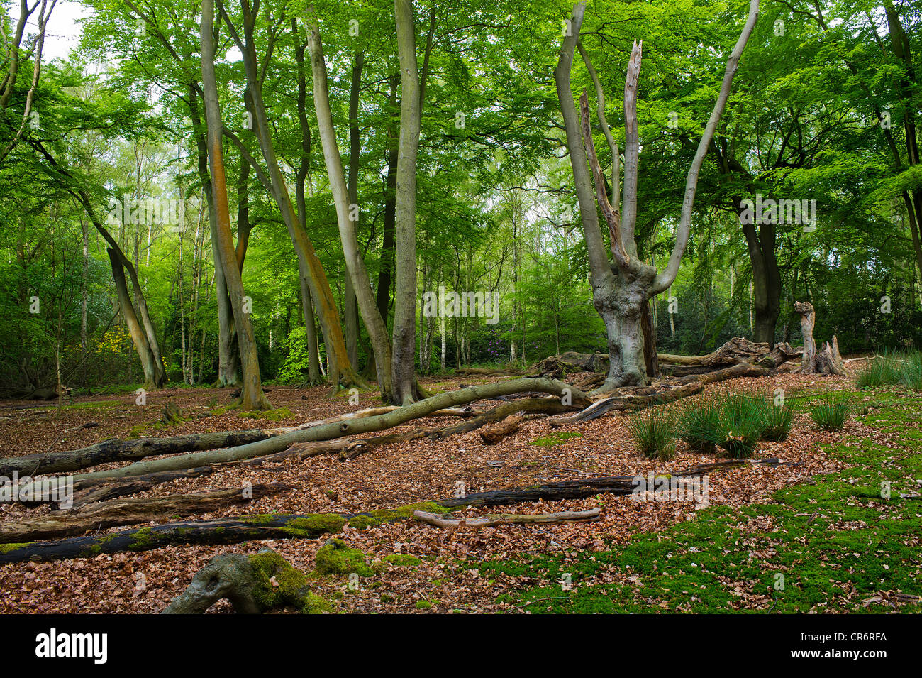 Epping forest hi-res stock photography and images - Alamy