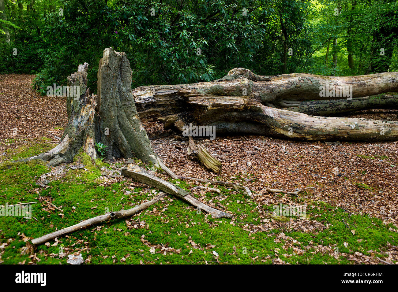 Rotten and fallen tree hi-res stock photography and images - Alamy