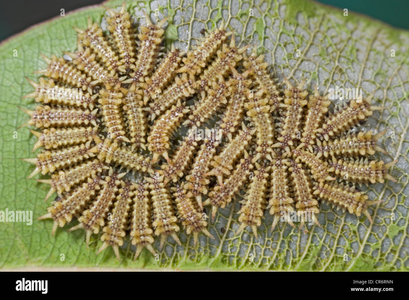 Moth larvae hi-res stock photography and images - Alamy