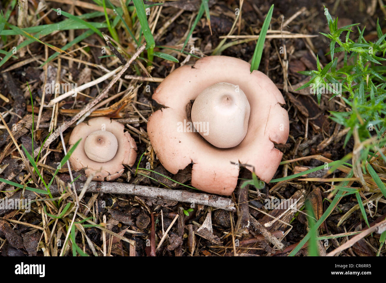 Earth Star fungus Stock Photo - Alamy