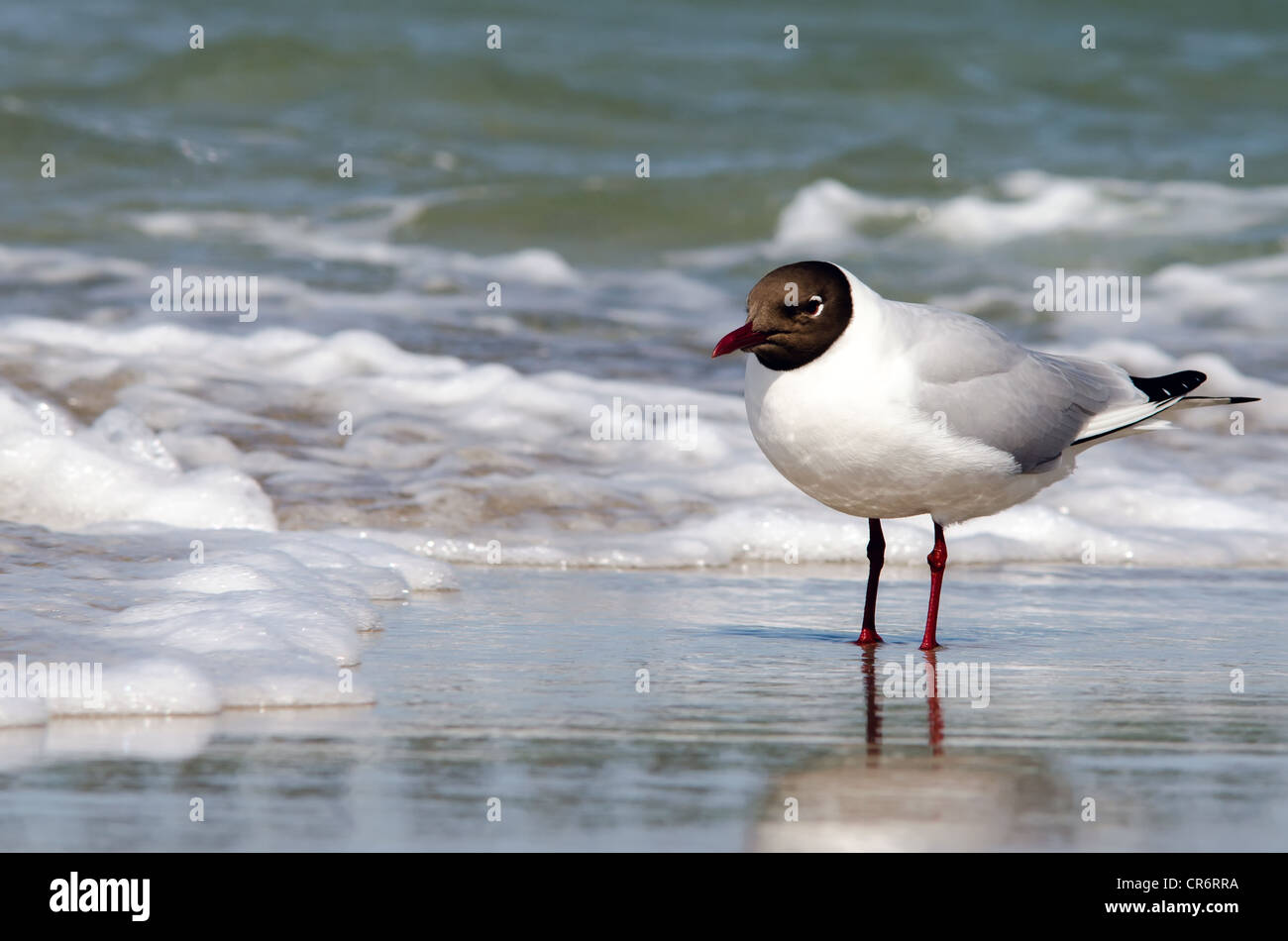 a small gull stands on the beach in the surge Stock Photo - Alamy