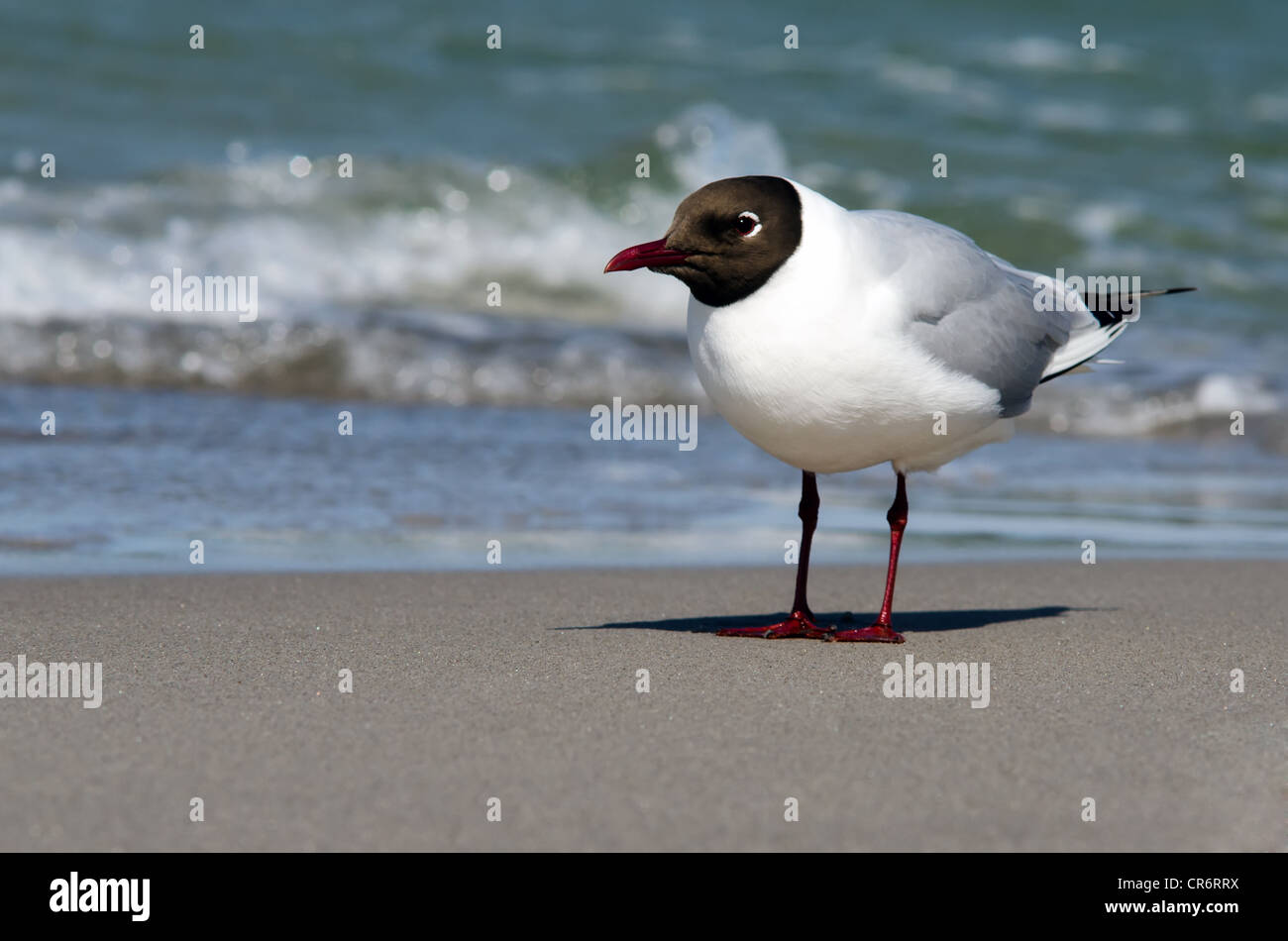 a small gull stands on the beach in the surge Stock Photo - Alamy