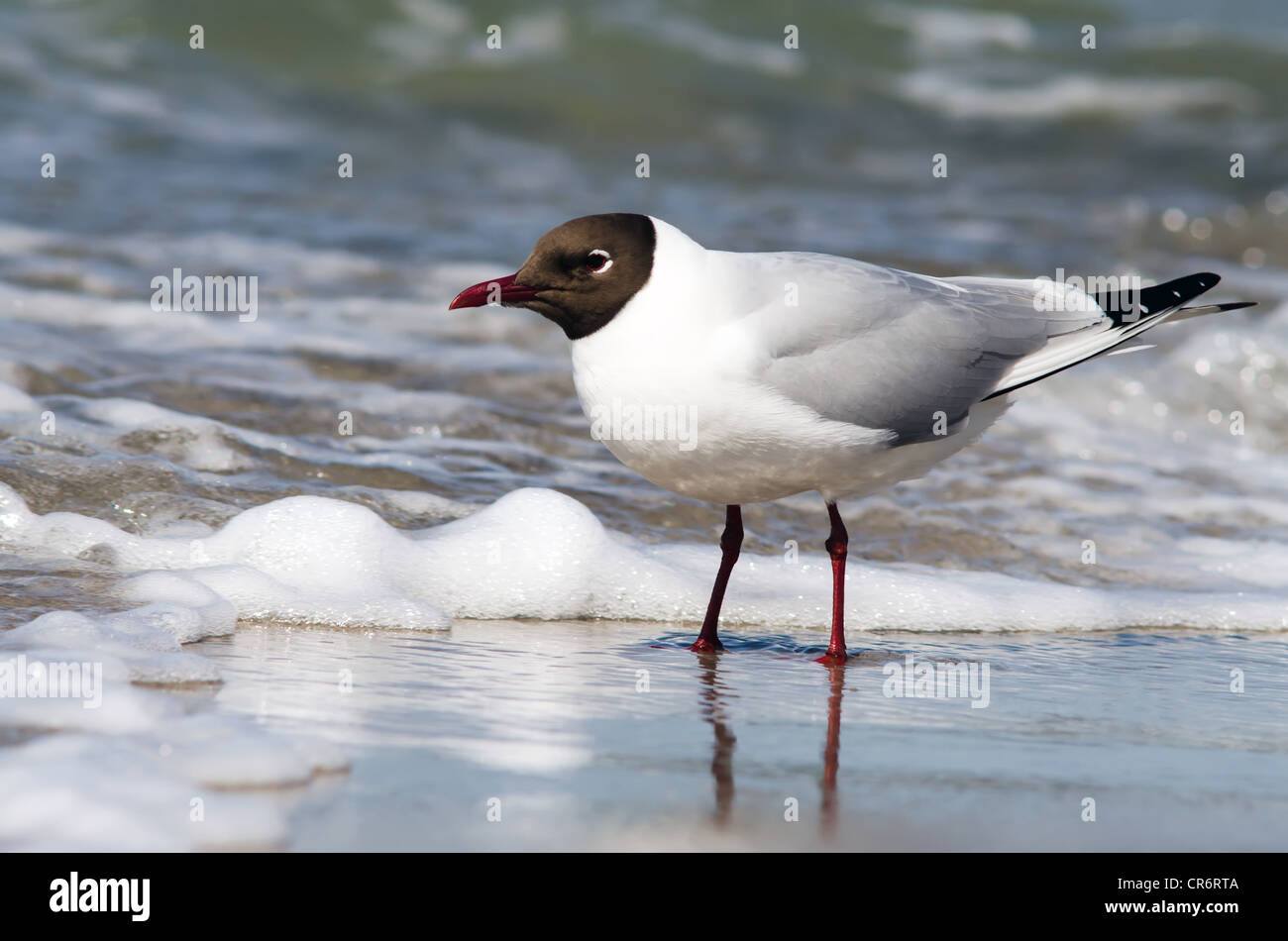 a small gull stands on the beach in the surge Stock Photo - Alamy