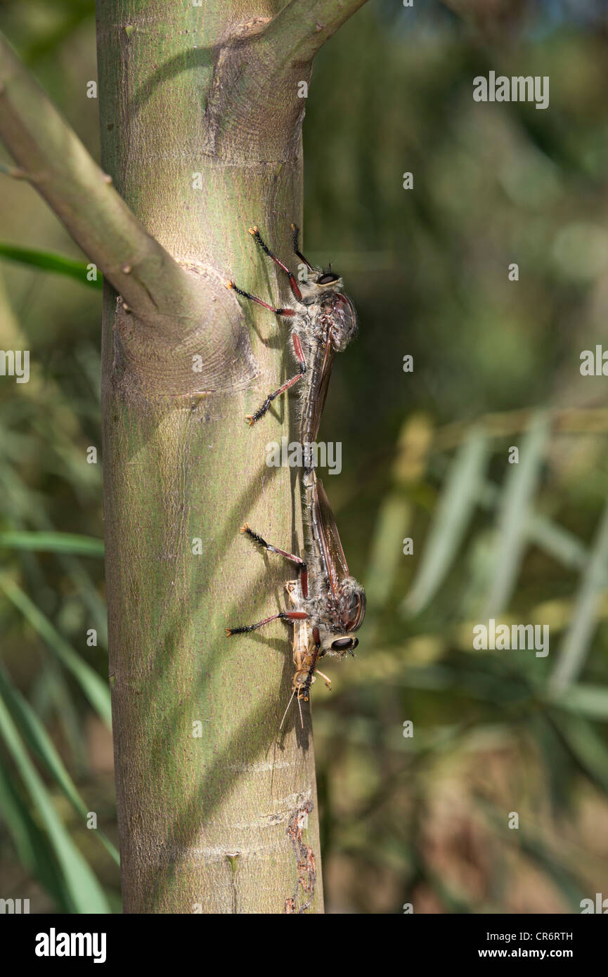 Mating robber flies feeding on locust Stock Photo - Alamy