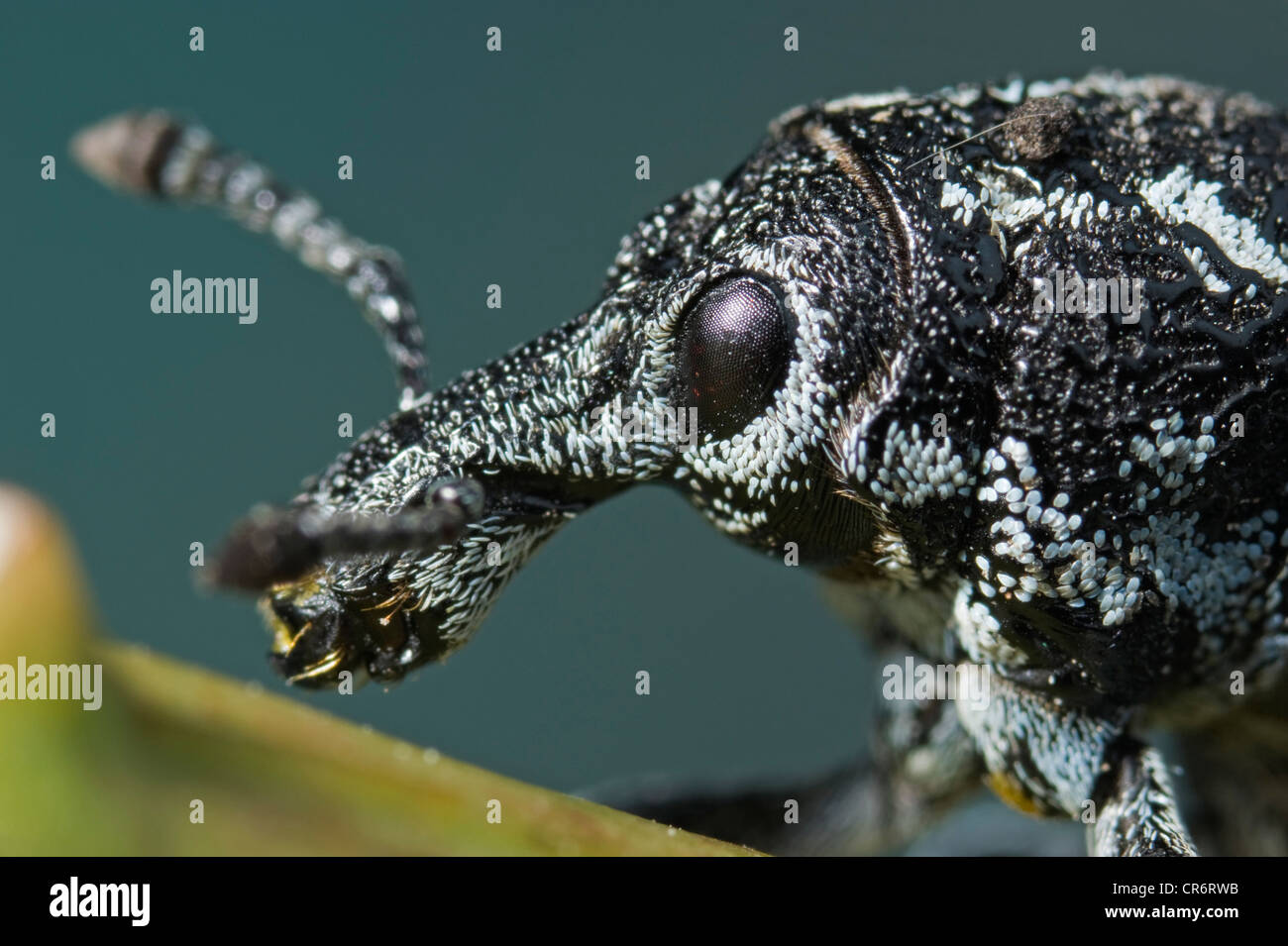 Face of a Botany Bay Diamond weevil Stock Photo - Alamy