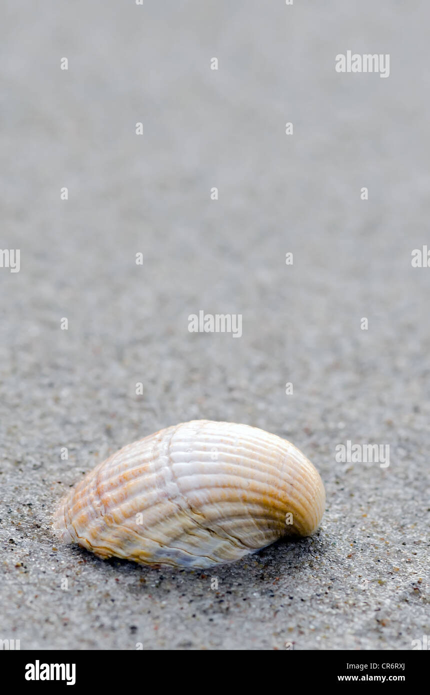 a shell lies in the sand at the beach Stock Photo - Alamy