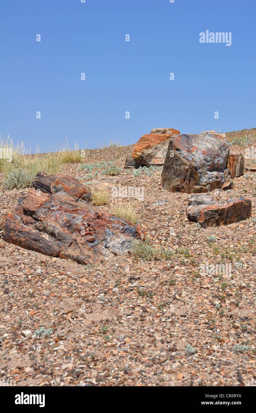 Petrified Forest National Park, Arizona, USA Stock Photo - Alamy