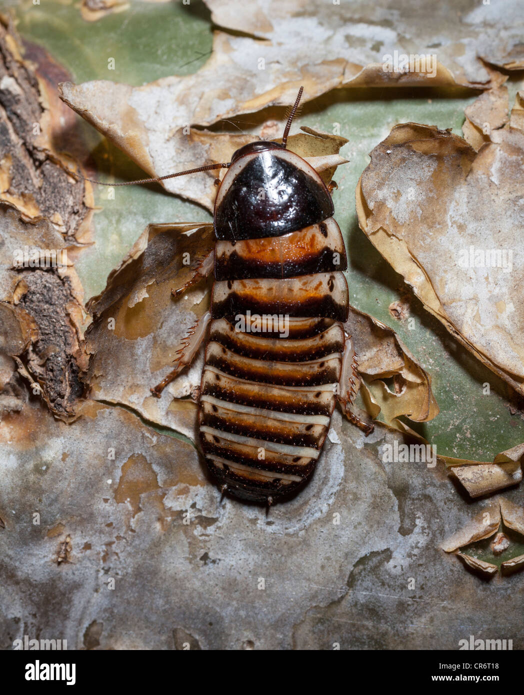 Cockroach hi-res stock photography and images - Alamy